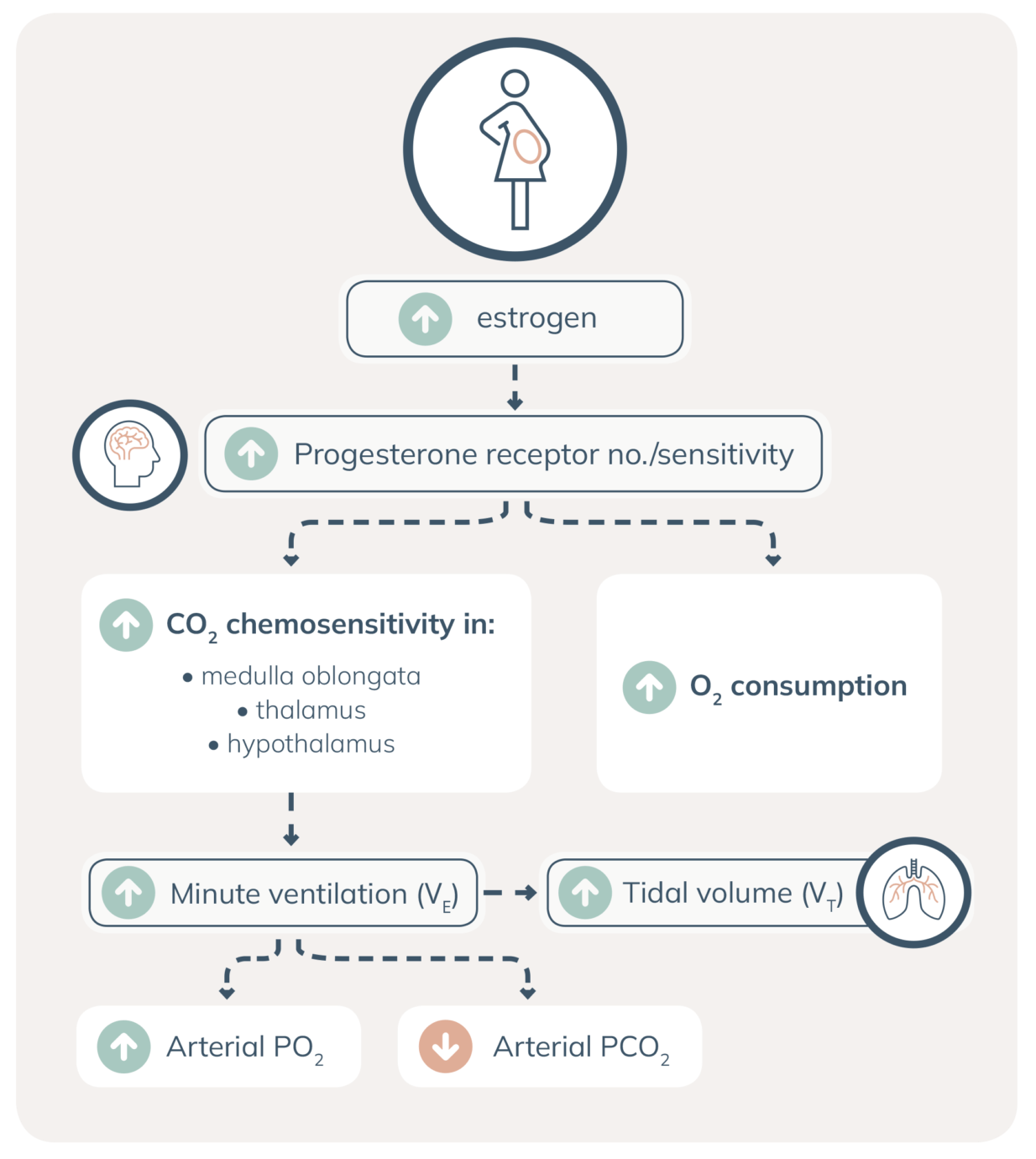 Respiratory changes during pregnancy - Asthma in Pregnancy Toolkit